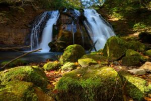 Is Green Algae in Your Brita Pitcher Harmful? Understanding the Risks ...