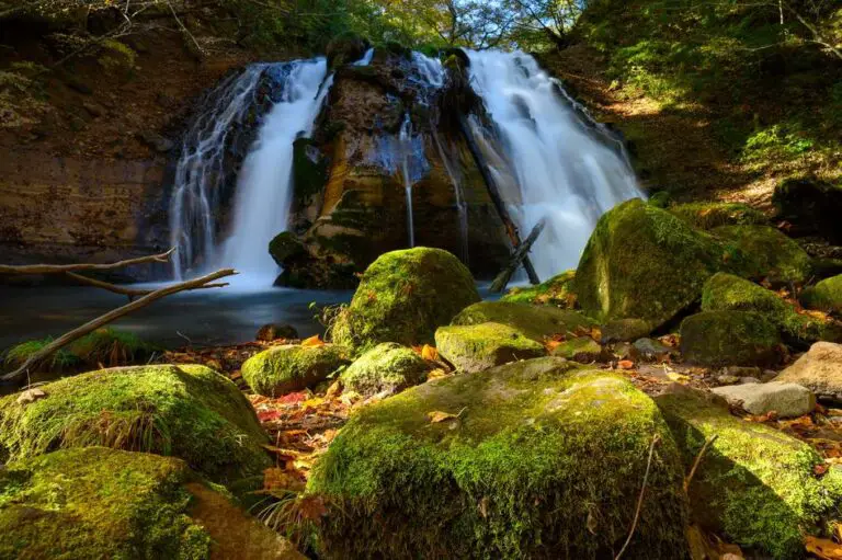 Is Green Algae in Your Brita Pitcher Harmful? Understanding the Risks ...