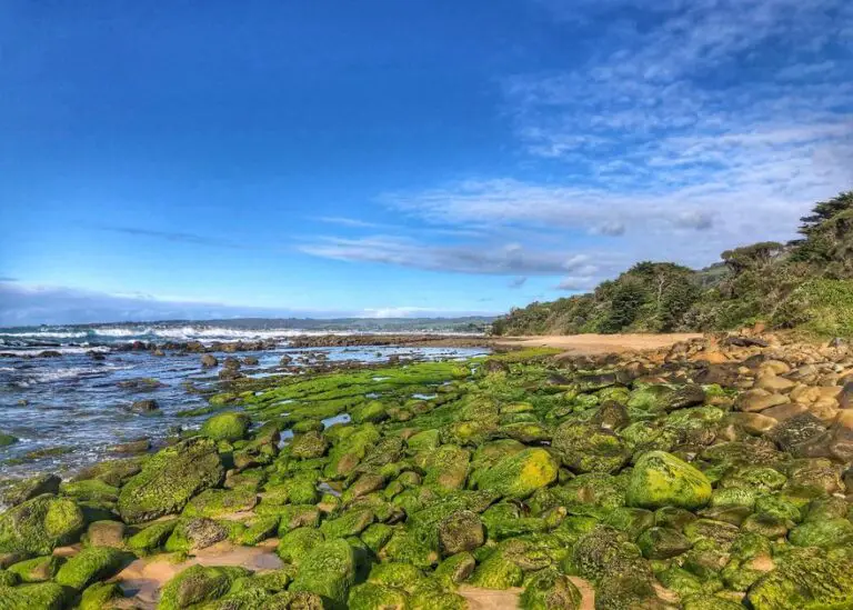 Unlocking the Green Secret: Which Algae Produces the Most Oxygen ...