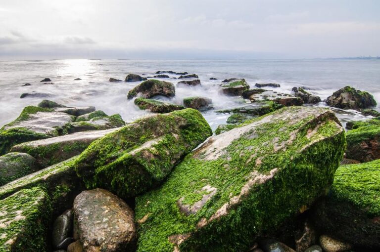 What Does Algae Eat? Unveiling the Nutrient Sources Sustaining Aquatic ...