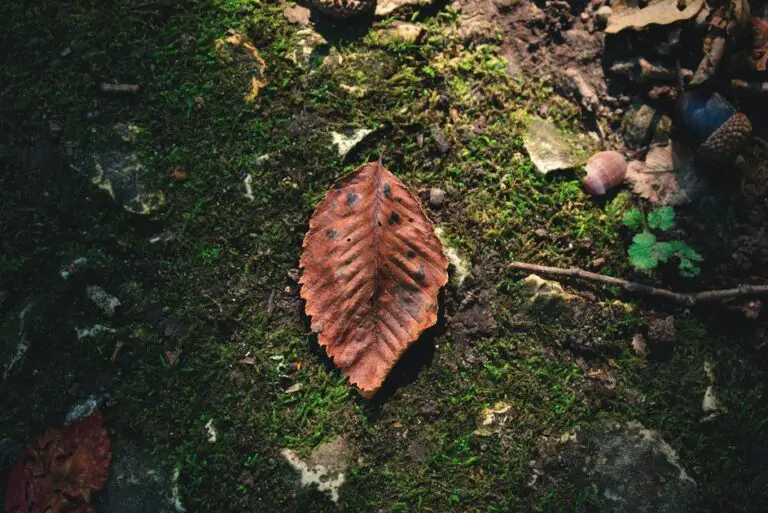 Exploring the World of Aquatic Plants: What is the Plural of Algae ...